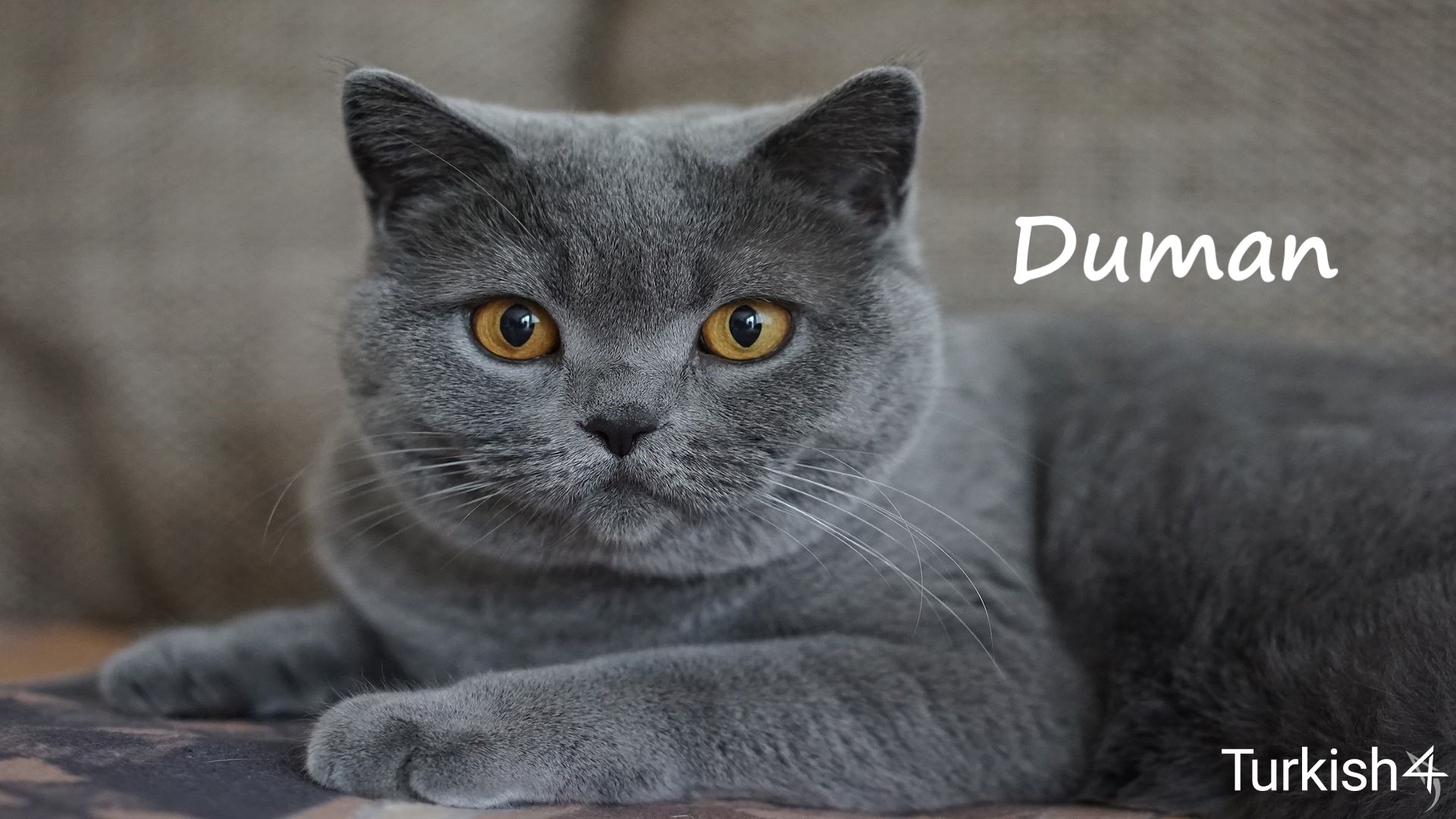 Cat and Dog Names In Turkey | TURKISH4