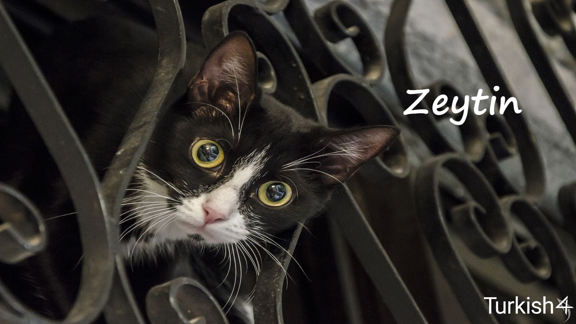 Cat and Dog Names In Turkey | TURKISH4